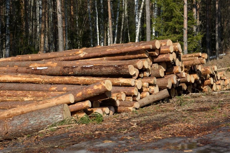 Dřevo jako ideální surovina pro stavebnictví